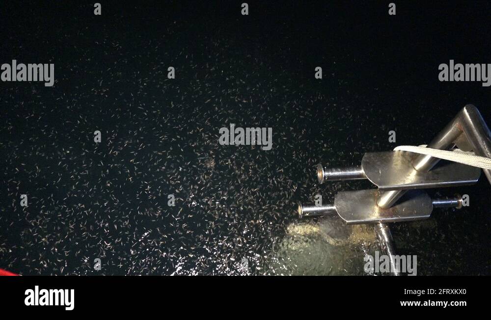 Plankton in sea Stock Videos & Footage - HD and 4K Video Clips - Alamy
