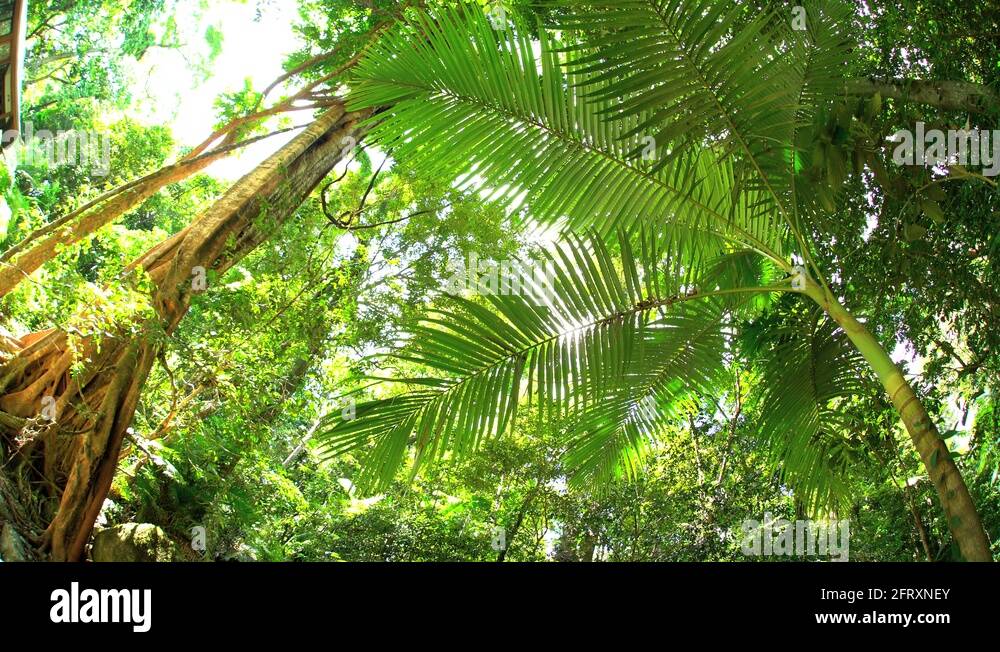 Sun flare through palm trees and lush green foliage in Daintree ...
