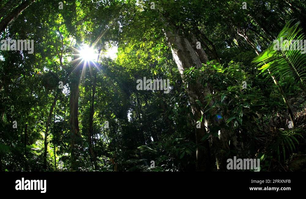Dense tree canopy with sun flare in tropical rainforest of Daintree ...