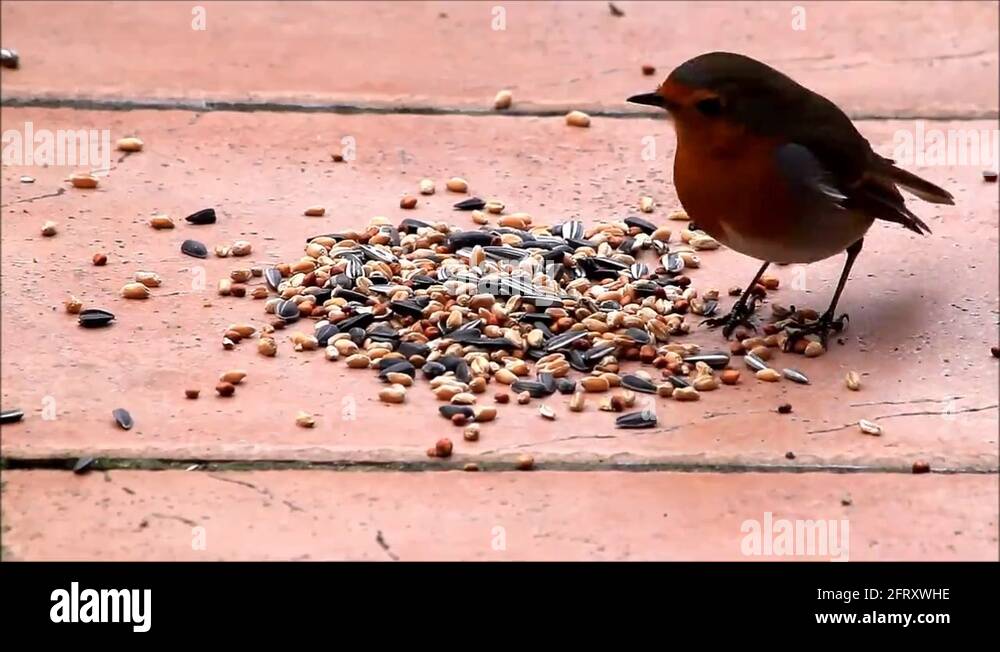 Robin eating seed Stock Videos & Footage - HD and 4K Video Clips - Alamy