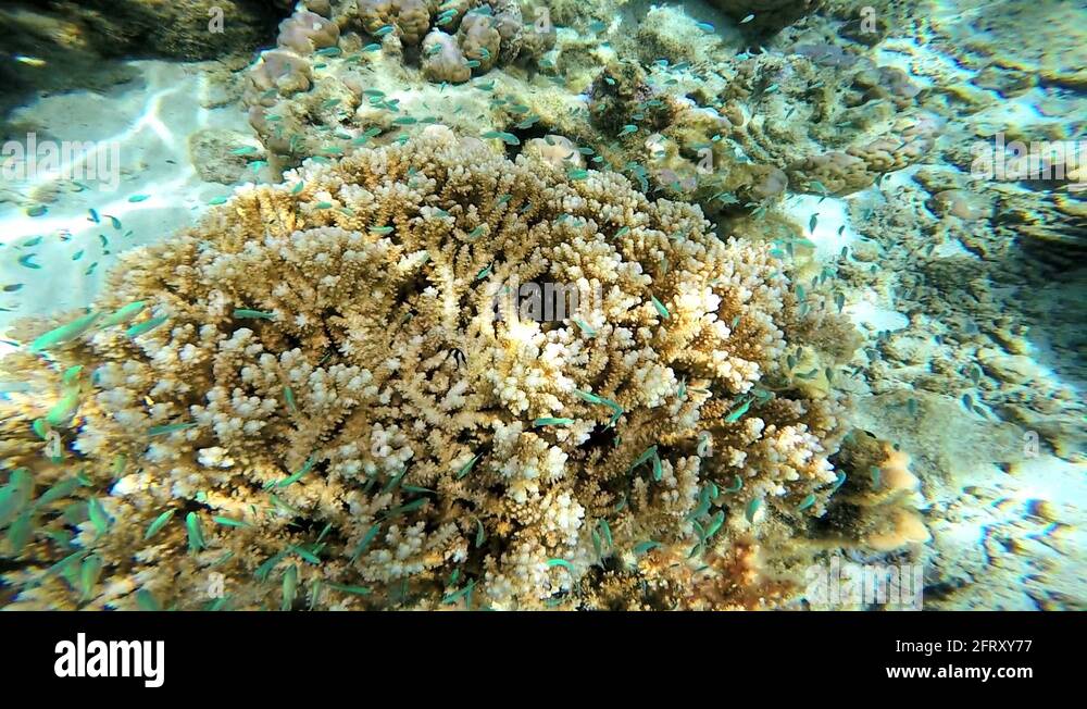 Fish in reef pacific islands Stock Videos & Footage - HD and 4K Video ...