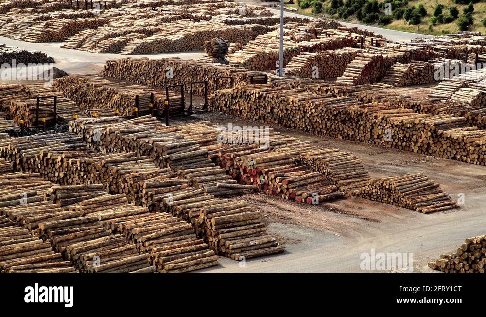 Deforestation Lumberyard with Grabber loading timber on Bulk Carrier ...