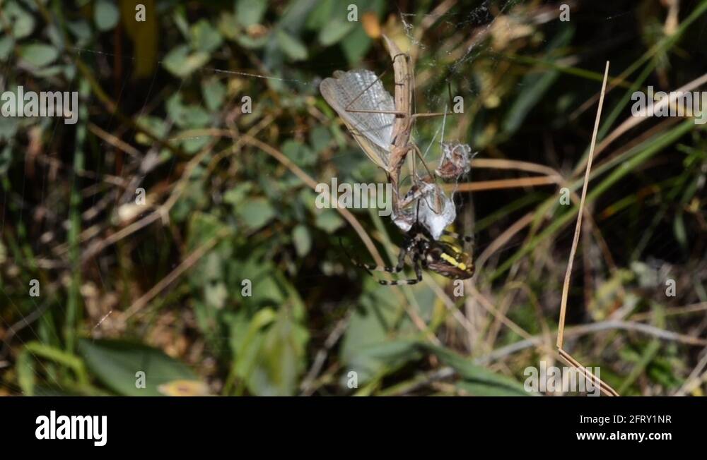 Praying spider Stock Videos & Footage - HD and 4K Video Clips - Alamy