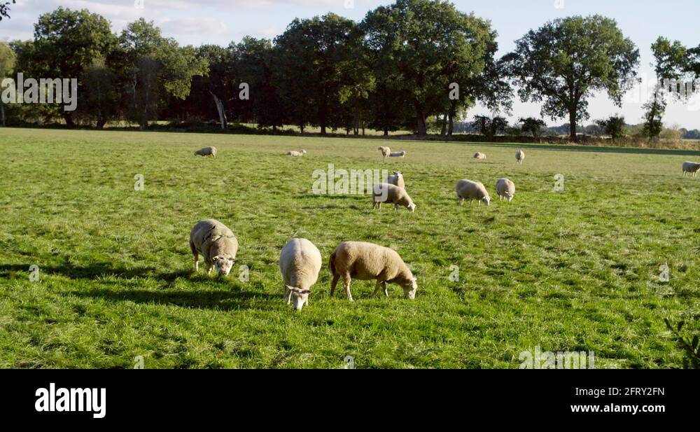 European sheep Stock Videos & Footage - HD and 4K Video Clips - Alamy