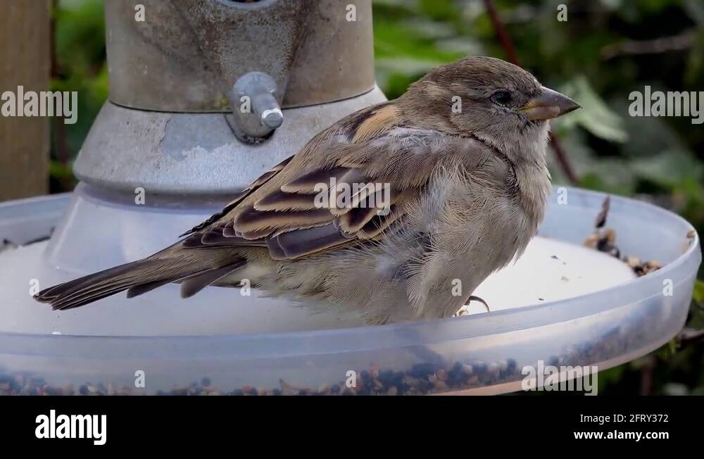 Wildlife feeder Stock Videos & Footage - HD and 4K Video Clips - Alamy