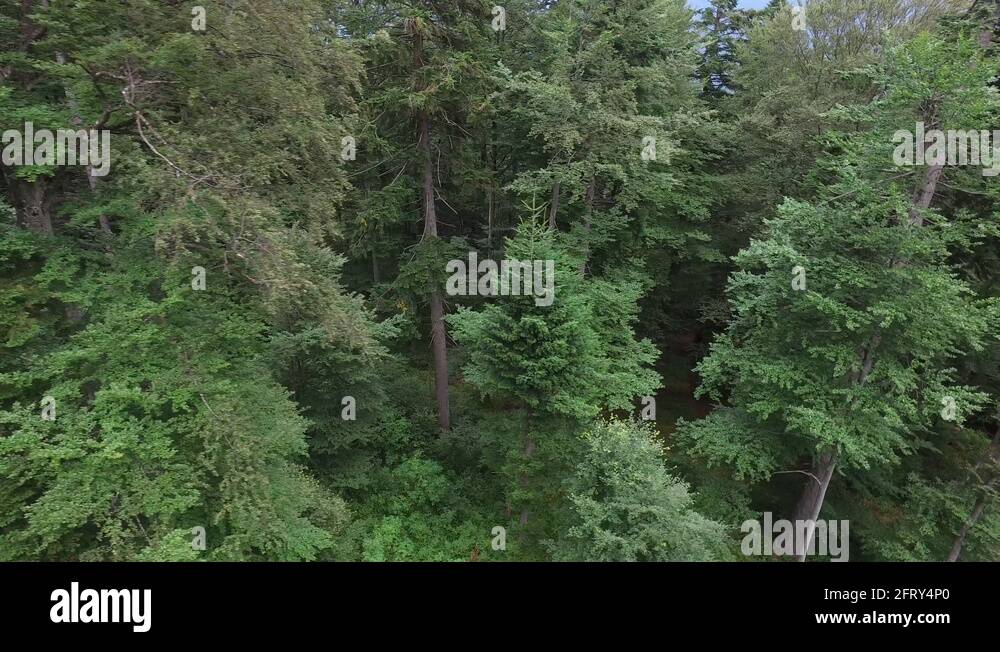 Temperate forest coniferous trees Stock Videos & Footage - HD and 4K ...