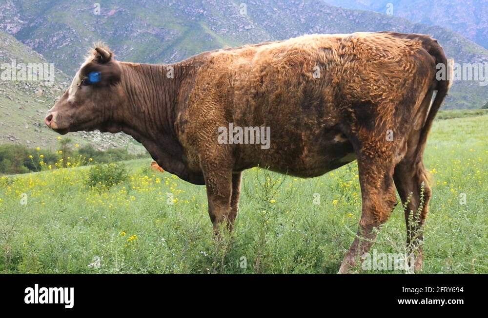 Breeding cow Stock Videos & Footage - HD and 4K Video Clips - Alamy