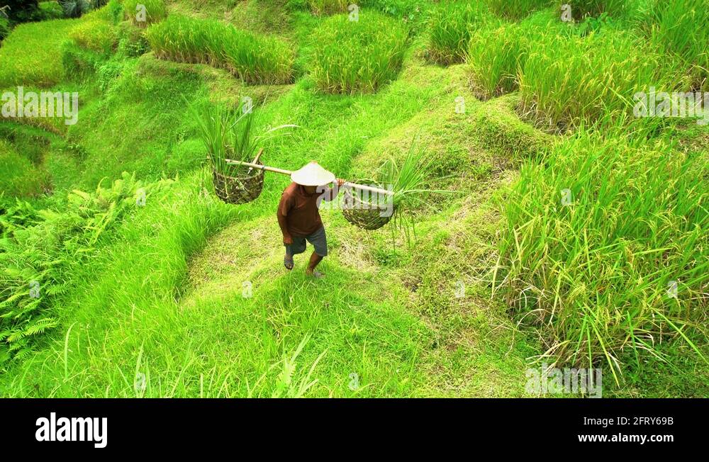Traditional hillside rice farm in Bali with Asian male worker carrying ...