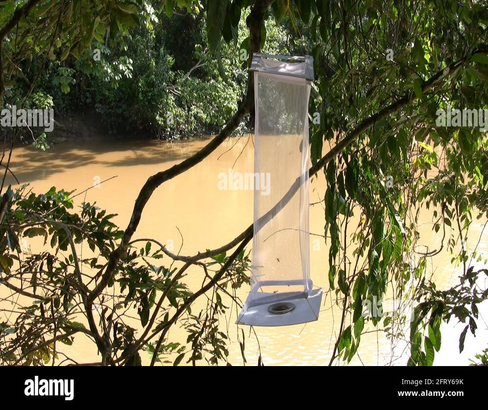 Biological trap Stock Videos & Footage - HD and 4K Video Clips - Alamy