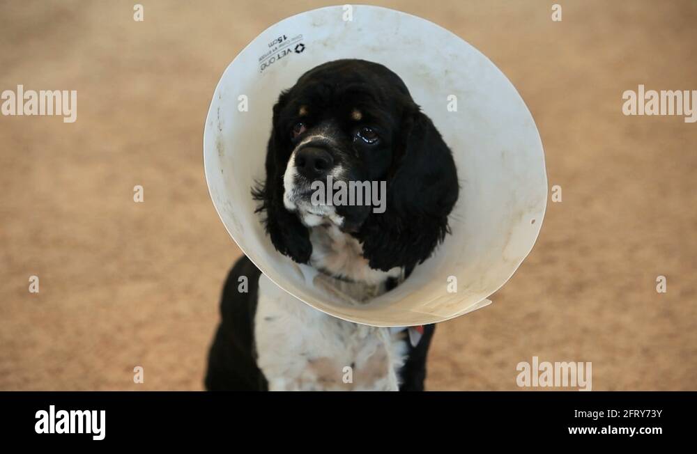 Dog scratching spaniel Stock Videos & Footage - HD and 4K Video Clips ...