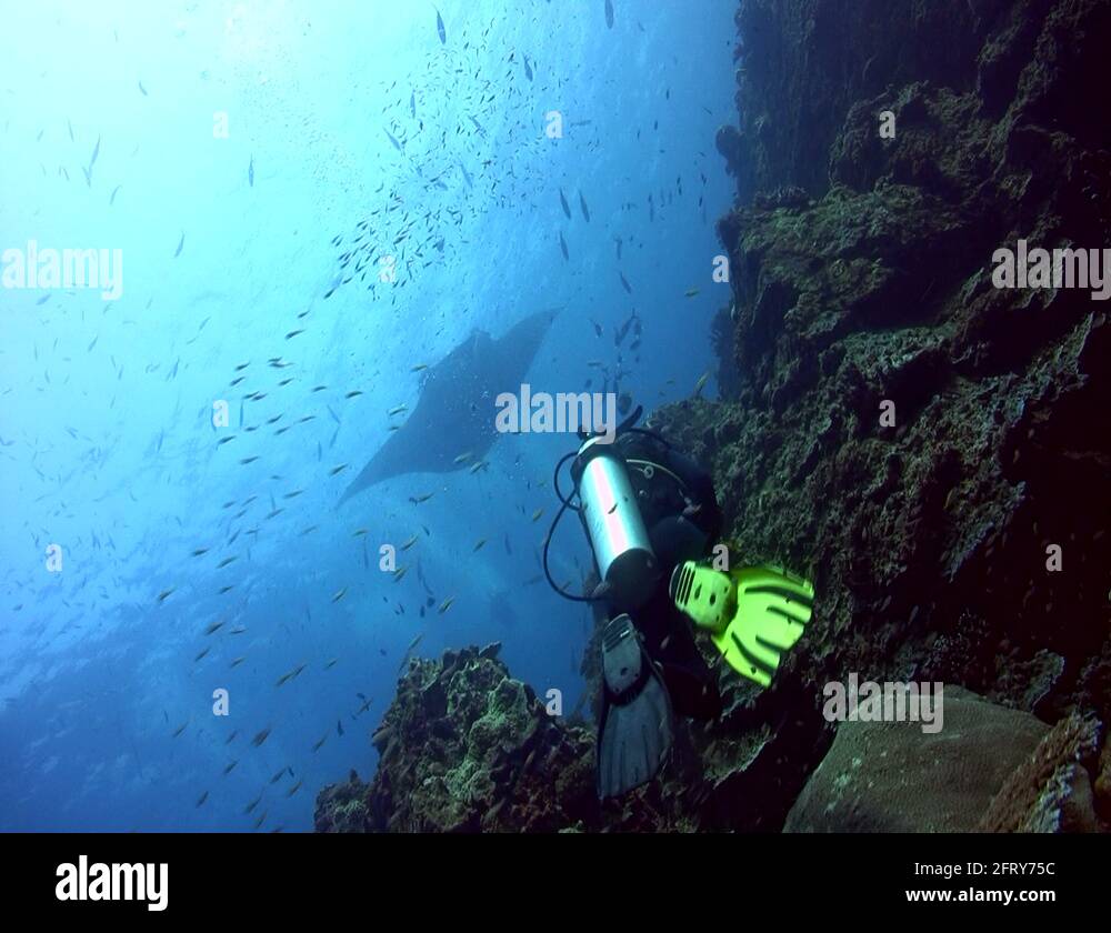 Manta silhouette Stock Videos & Footage - HD and 4K Video Clips - Alamy