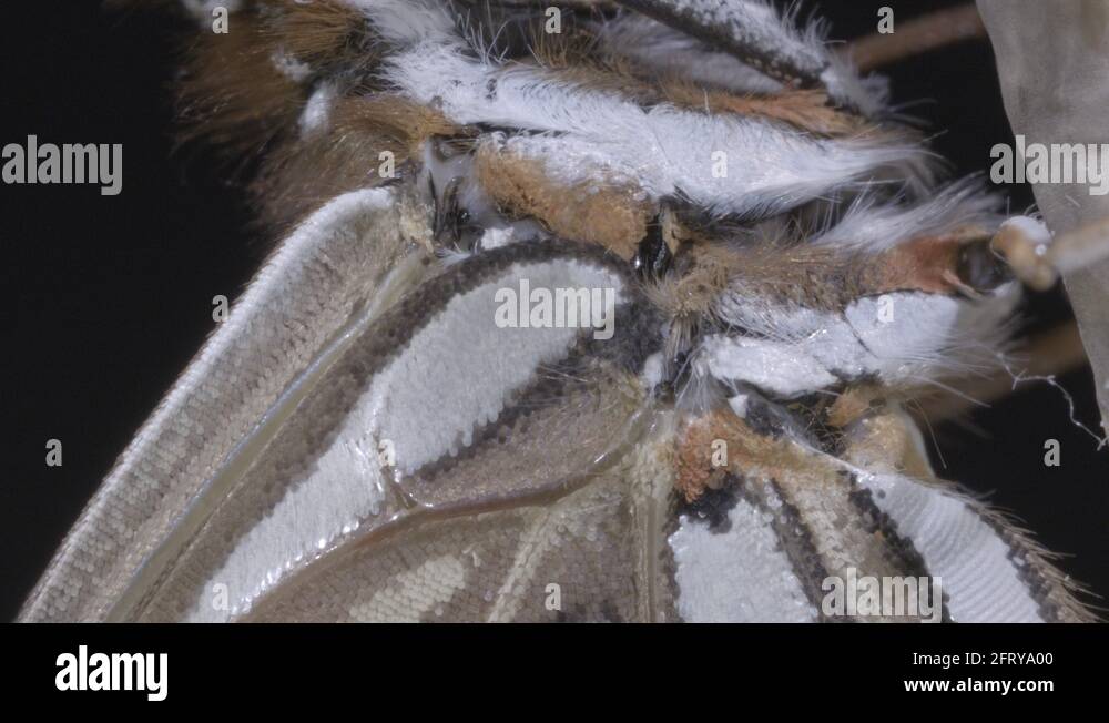 Insect thorax detail Stock Videos & Footage - HD and 4K Video Clips - Alamy