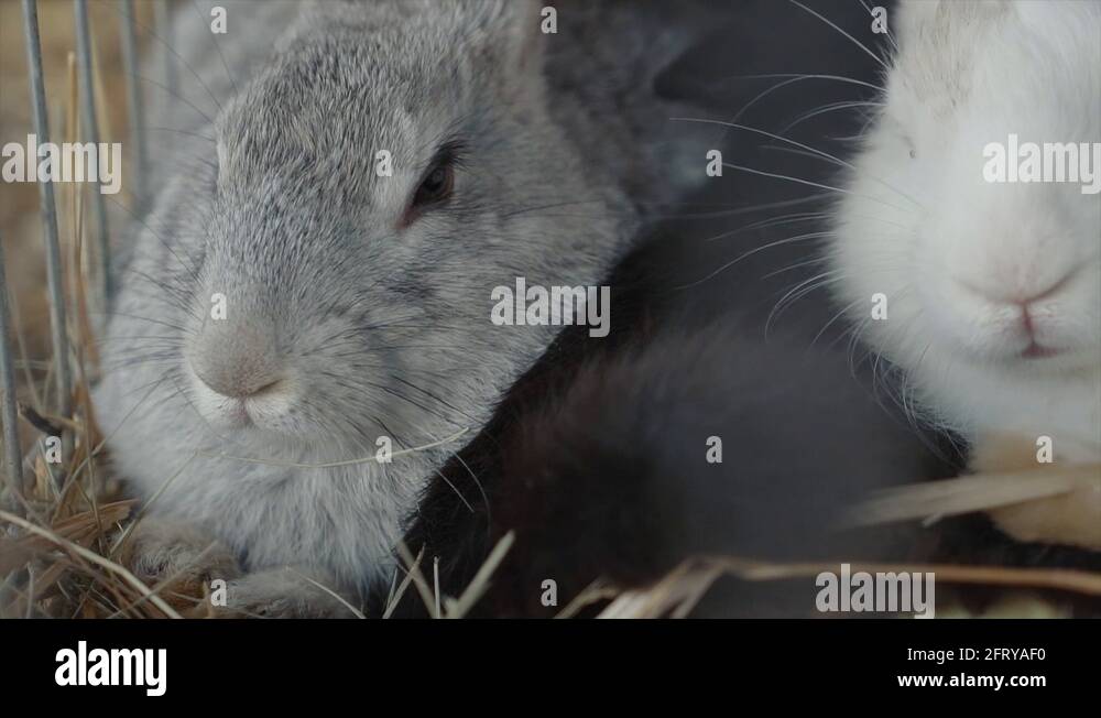Belgian cage Stock Videos & Footage - HD and 4K Video Clips - Alamy