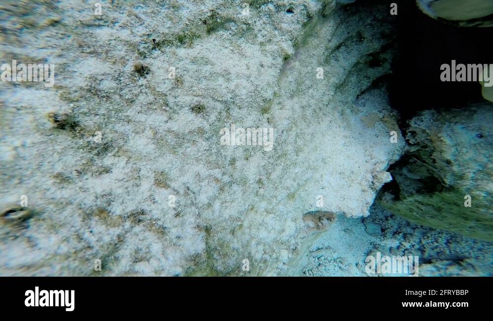 Coral Reef in undersea Paradise in Pacific ocean transparent water Bora ...