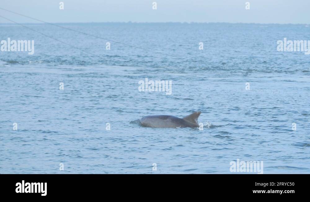 Dolphin fish nets Stock Videos & Footage - HD and 4K Video Clips - Alamy