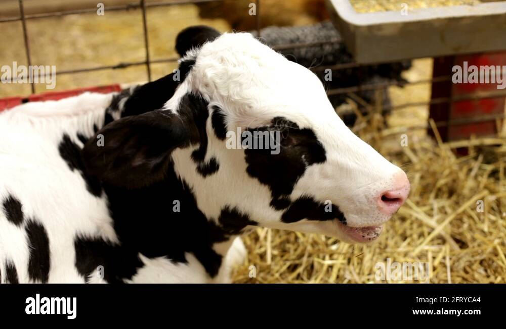 Cow straw Stock Videos & Footage - HD and 4K Video Clips - Alamy