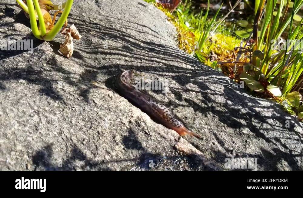 Leopard slug Stock Videos & Footage - HD and 4K Video Clips - Alamy