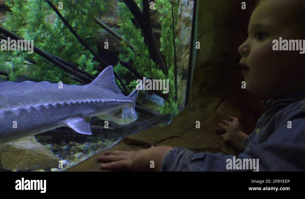 Profile Of Little Boy Pointing To Fish In An Aquarium Tank Stock Video ...
