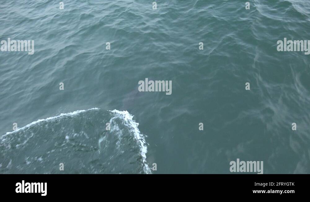 Bottlenose dolphin jump out of water before ship nose Stock Video ...