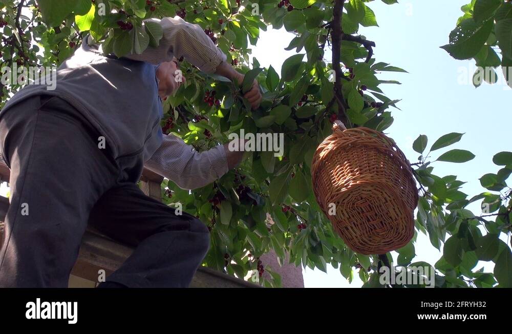 Picking fruit ladder Stock Videos & Footage - HD and 4K Video Clips - Alamy