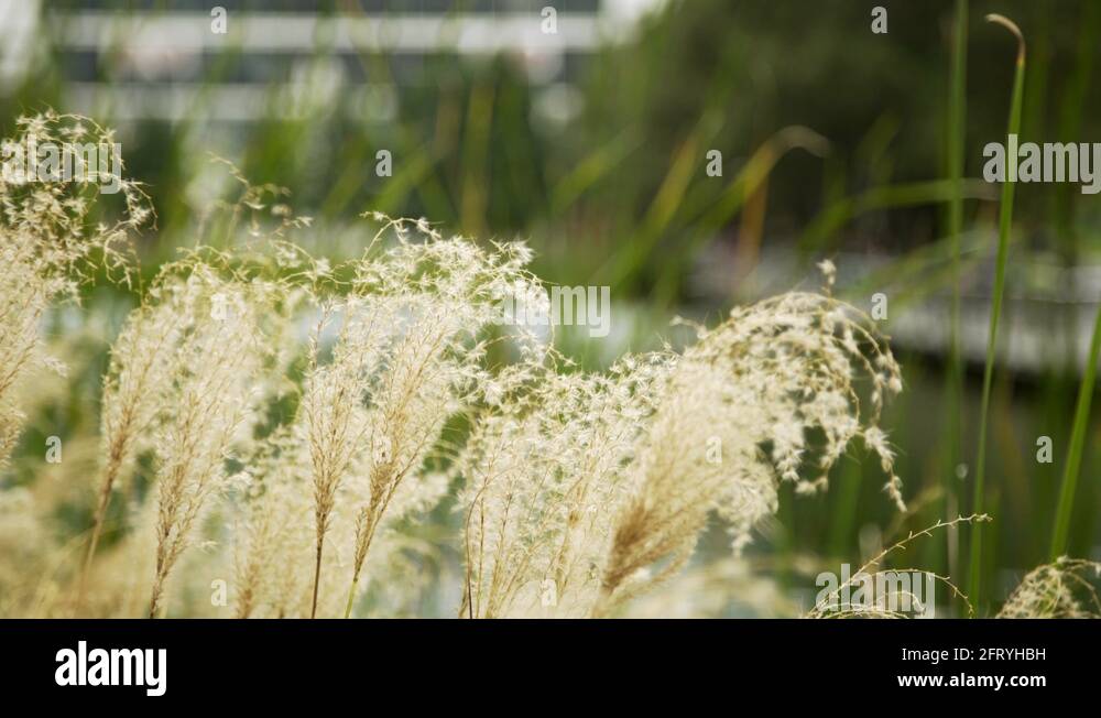 Wispy flowers Stock Videos & Footage - HD and 4K Video Clips - Alamy