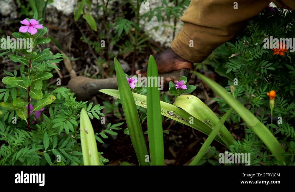 Scythe agriculture Stock Videos & Footage - HD and 4K Video Clips - Alamy