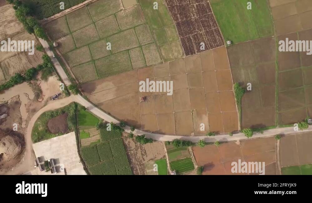 Asian rice plant Stock Videos & Footage - HD and 4K Video Clips - Alamy