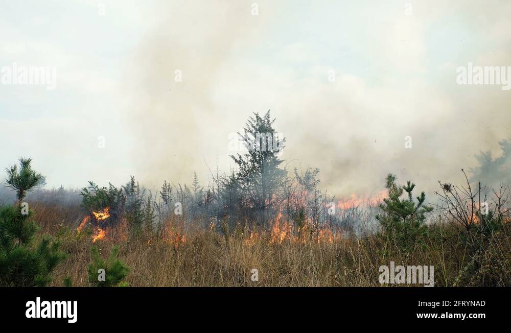 Crown fire forest fire Stock Videos & Footage - HD and 4K Video Clips ...