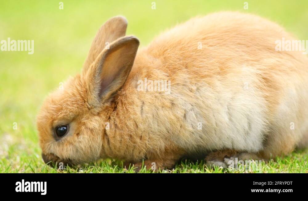 Animal bunny cute isolated wild wildlife Stock Videos & Footage - HD ...