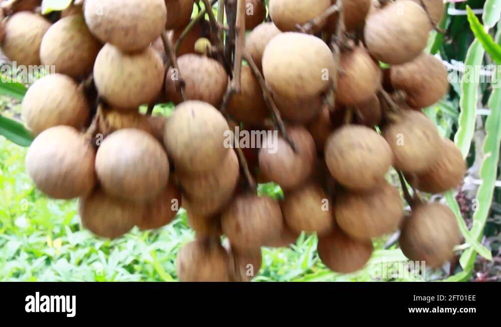 Longan fruits Stock Videos & Footage - HD and 4K Video Clips - Alamy