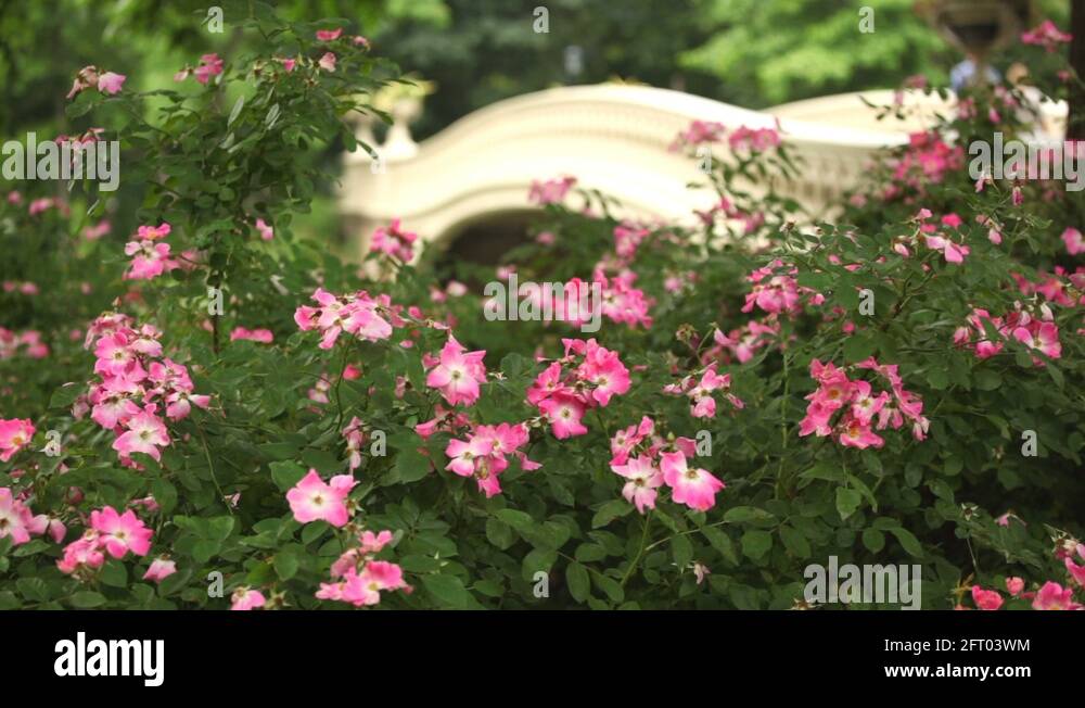 Central park flowers Stock Videos & Footage - HD and 4K Video Clips - Alamy