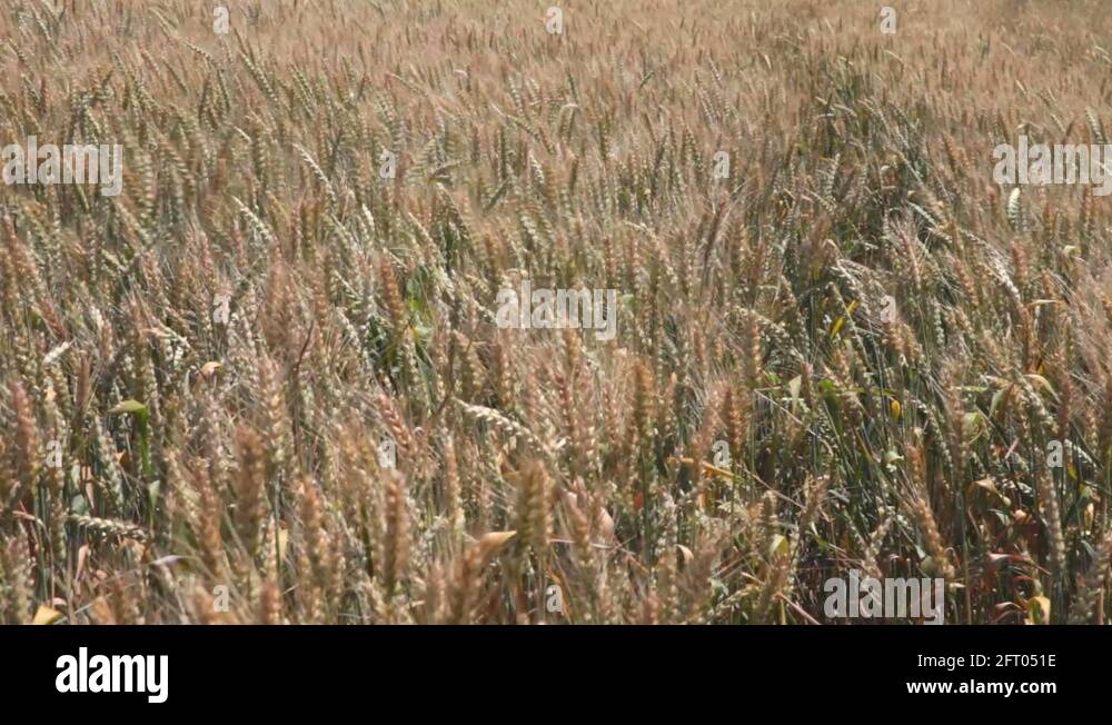Wind blowing through wheat crop spreading seeds Stock Video Footage - Alamy
