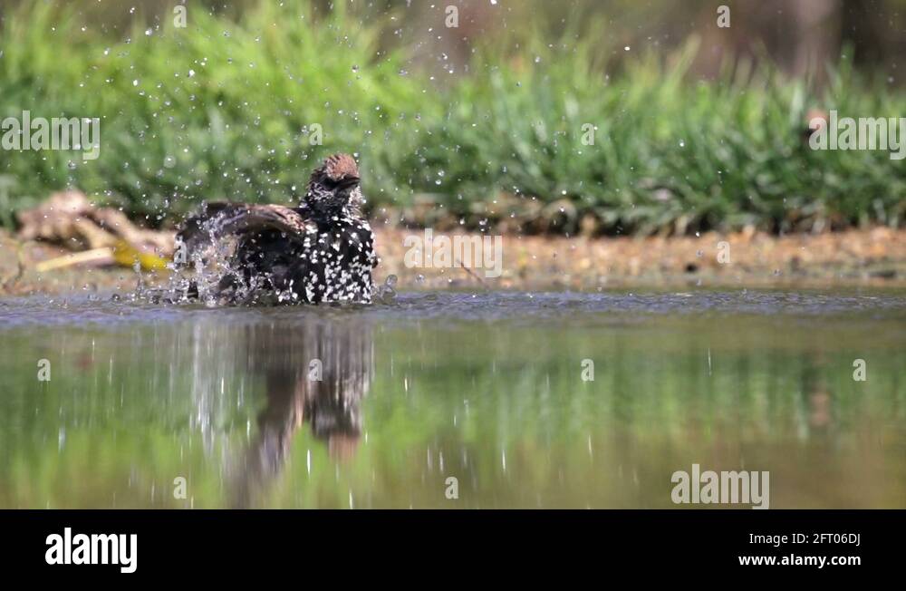 Migration italy Stock Videos & Footage - HD and 4K Video Clips - Alamy
