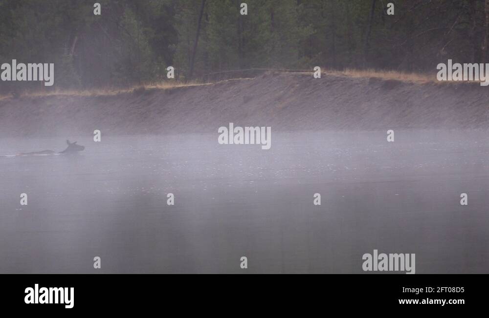 Swimming elk Stock Videos & Footage - HD and 4K Video Clips - Alamy