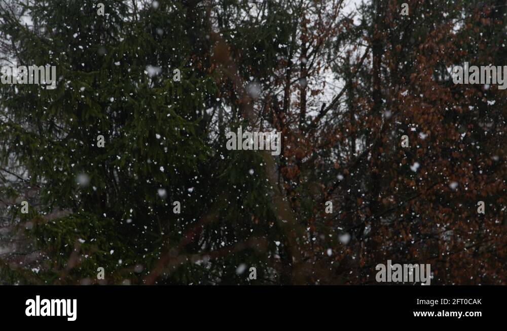 Damaging trees Stock Videos & Footage - HD and 4K Video Clips - Alamy