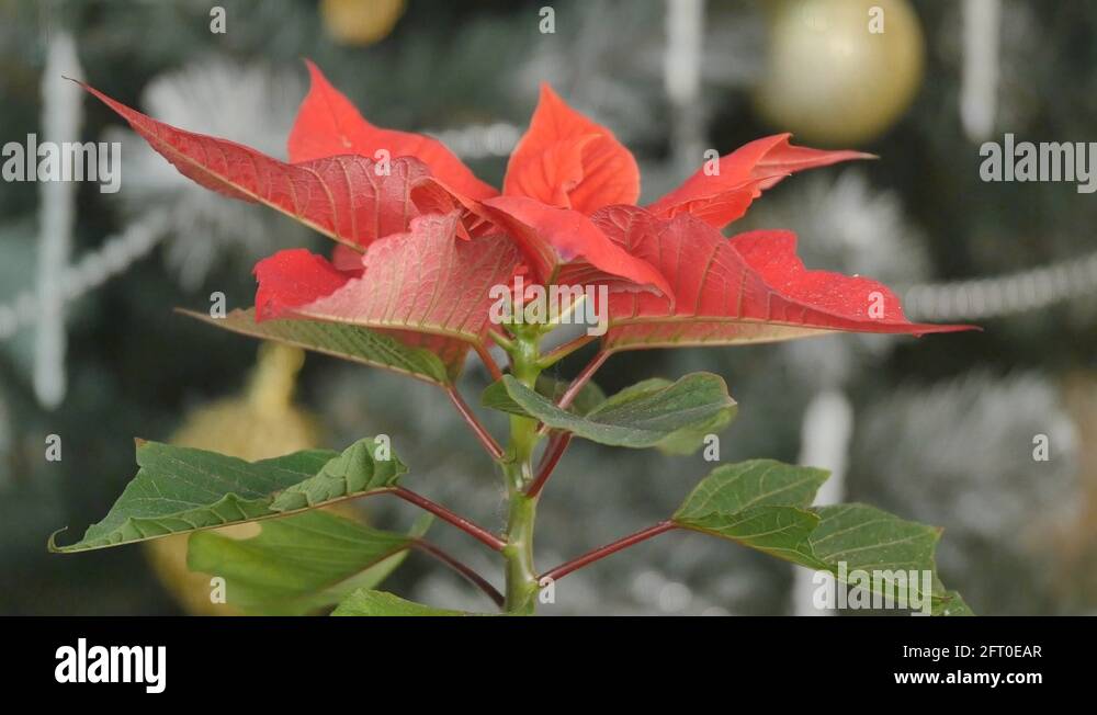 Poinsetta Stock Videos & Footage - HD and 4K Video Clips - Alamy