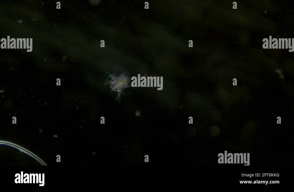 Marine phytoplankton microscope Stock Videos & Footage - HD and 4K ...