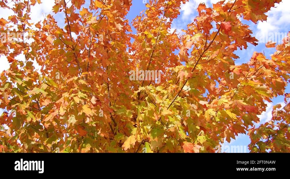 Fall colors vivid Stock Videos & Footage - HD and 4K Video Clips - Alamy