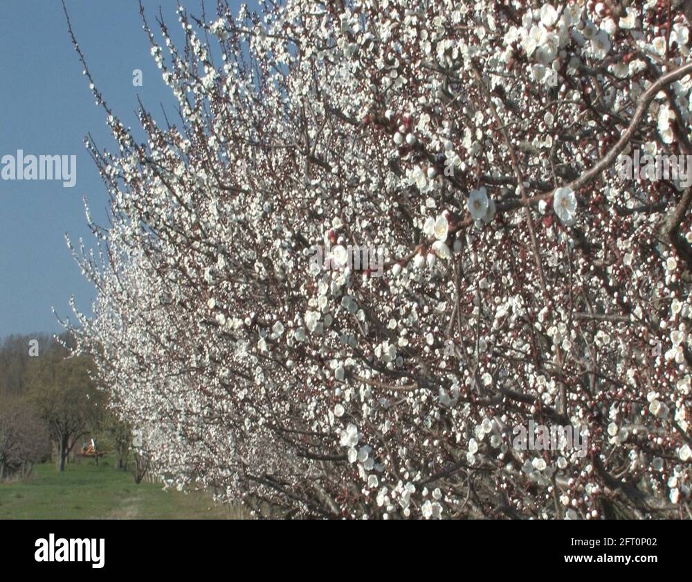 Orchard flowers Stock Videos & Footage - HD and 4K Video Clips - Alamy