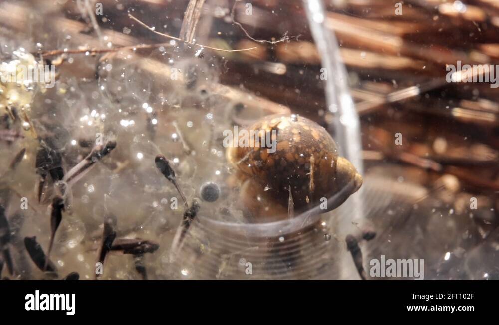 Radix Stock Videos & Footage - HD and 4K Video Clips - Alamy