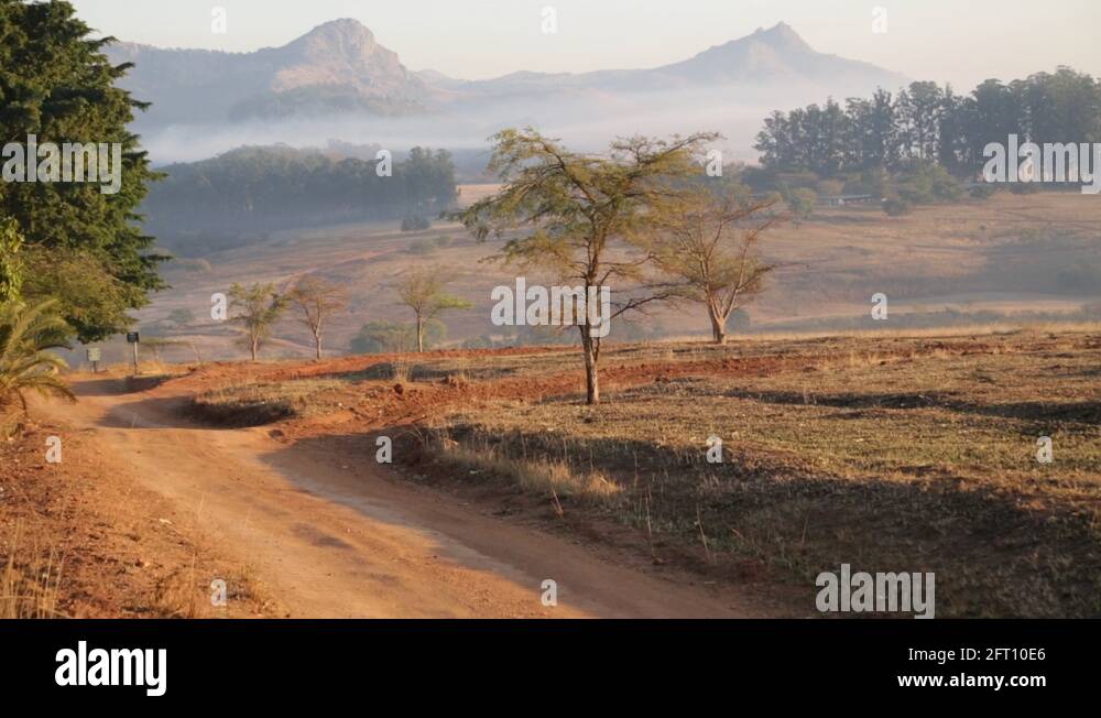 Swaziland flower Stock Videos & Footage - HD and 4K Video Clips - Alamy
