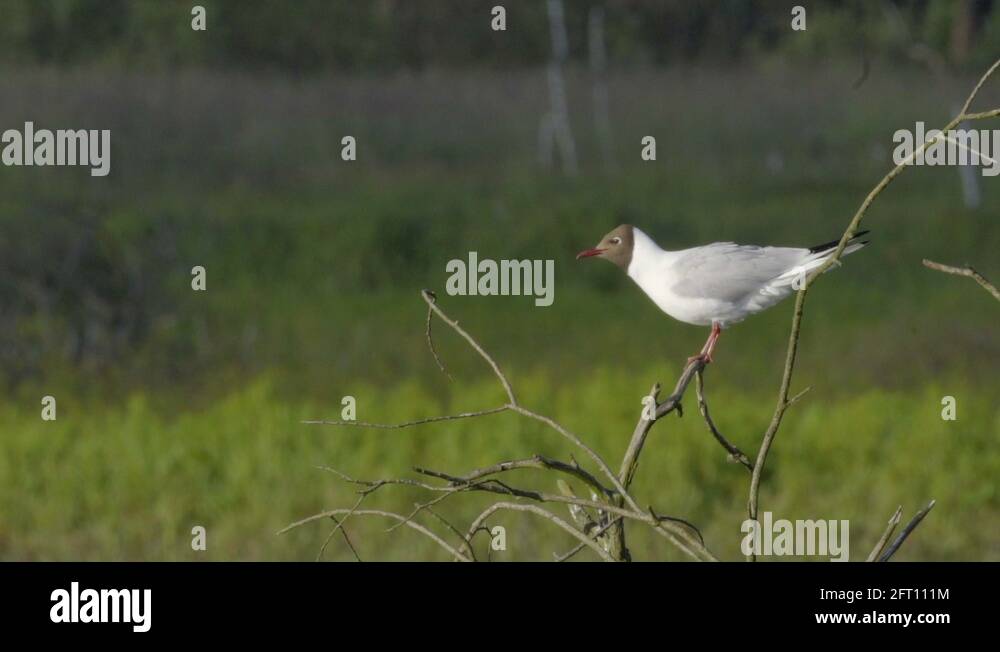 Gull with stick Stock Videos & Footage - HD and 4K Video Clips - Alamy