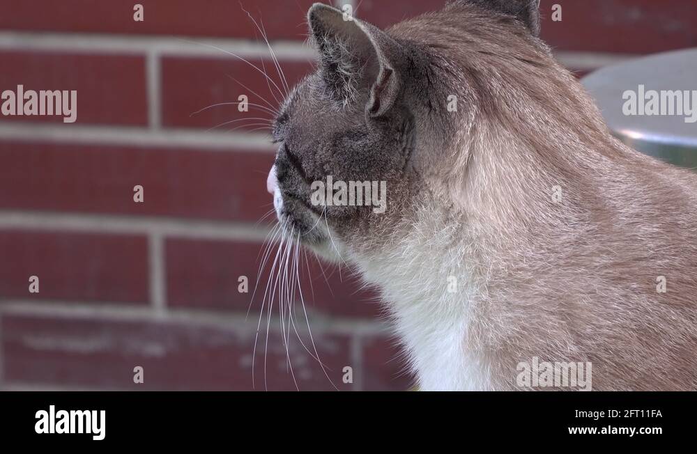 Cute kitty face Stock Videos & Footage - HD and 4K Video Clips - Alamy