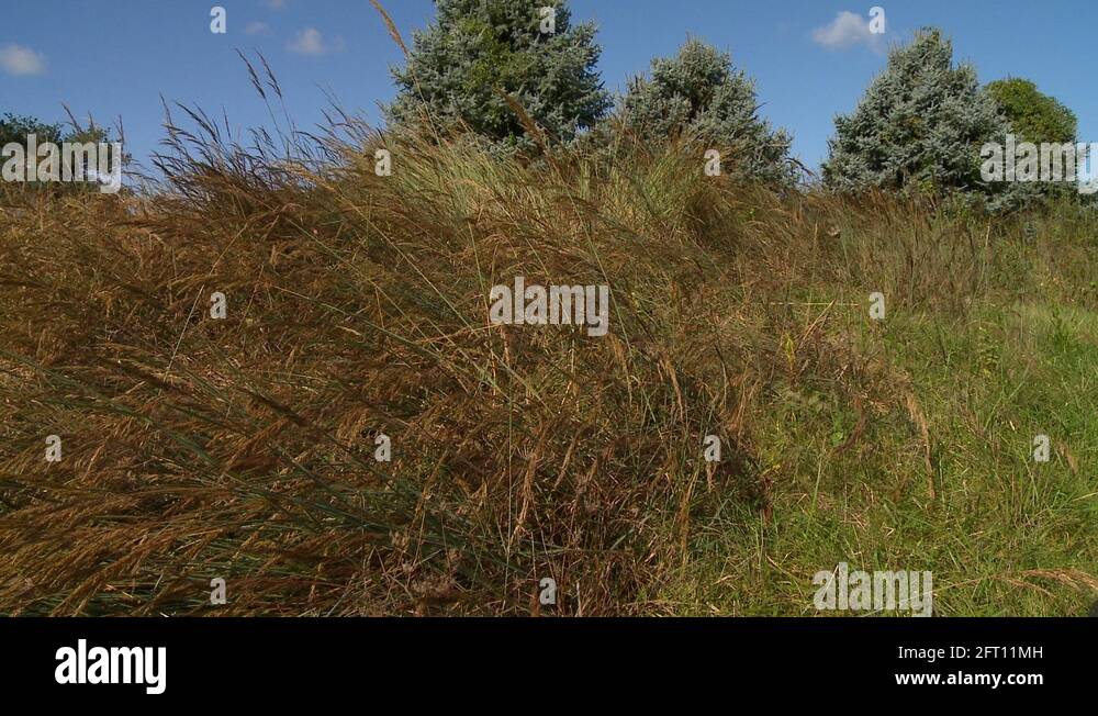 Native prairie grass Stock Videos & Footage - HD and 4K Video Clips - Alamy