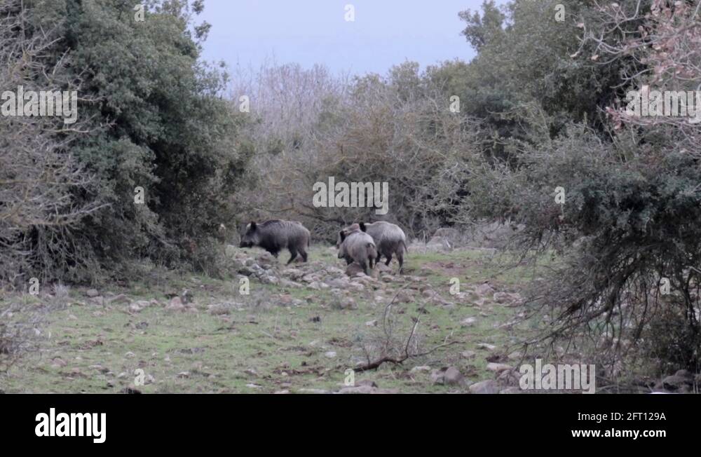 Wild boar running Stock Videos & Footage - HD and 4K Video Clips - Alamy