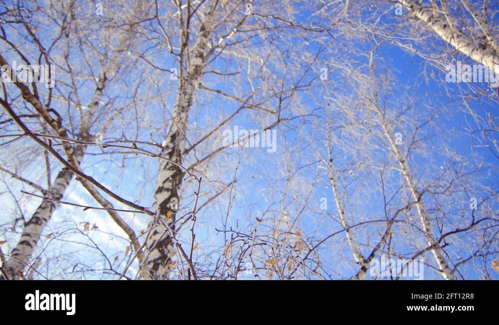 Drooping hair Stock Videos & Footage - HD and 4K Video Clips - Alamy