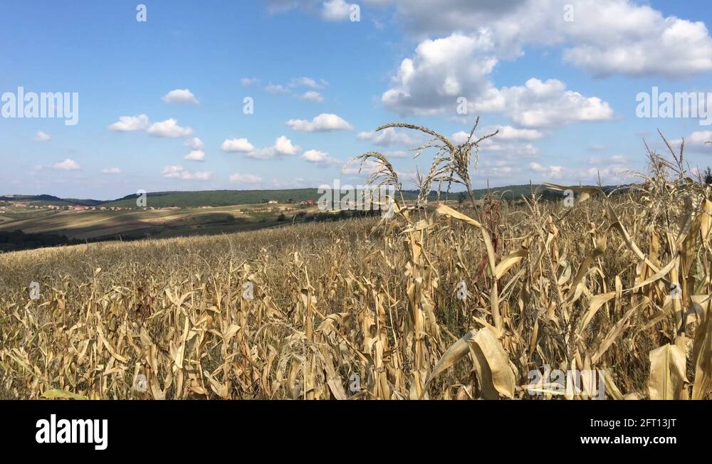 Maize field Stock Videos & Footage - HD and 4K Video Clips - Alamy