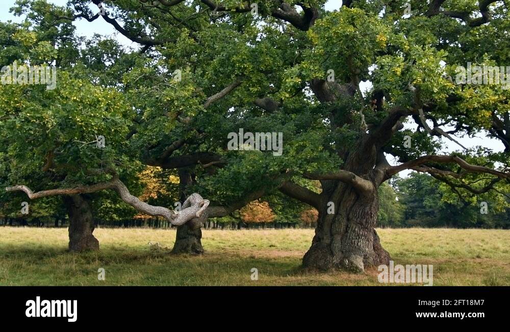 English oaks quercus robur Stock Videos & Footage - HD and 4K Video ...