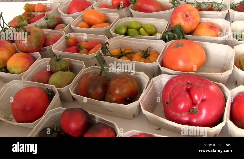 Vegetable growing competition Stock Videos & Footage - HD and 4K Video ...