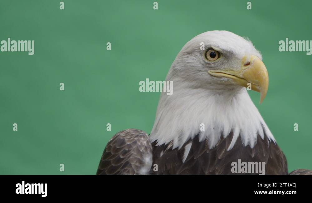 Bald eagle close up face on green screen side Stock Video Footage - Alamy